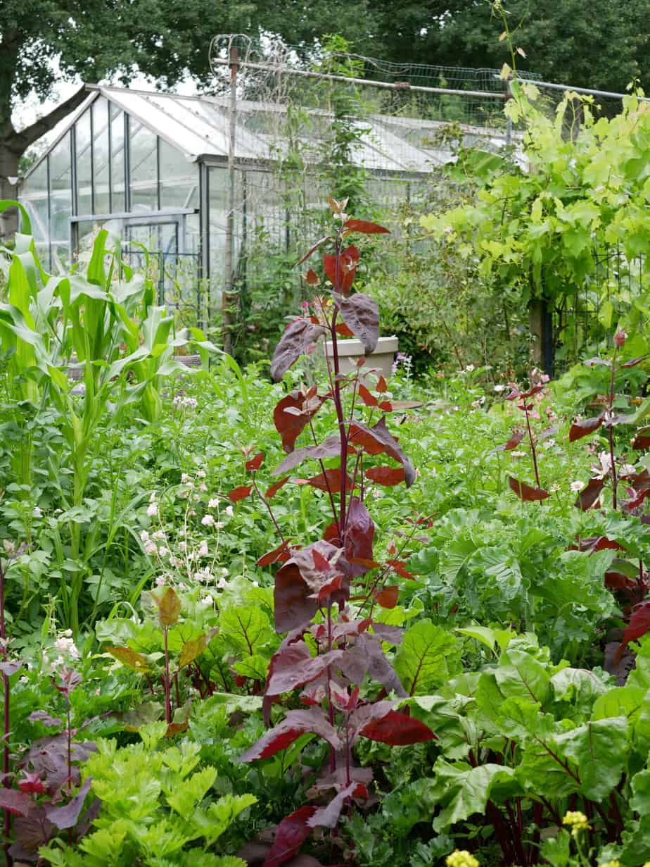 Dode microben - Diana's mooie moestuin