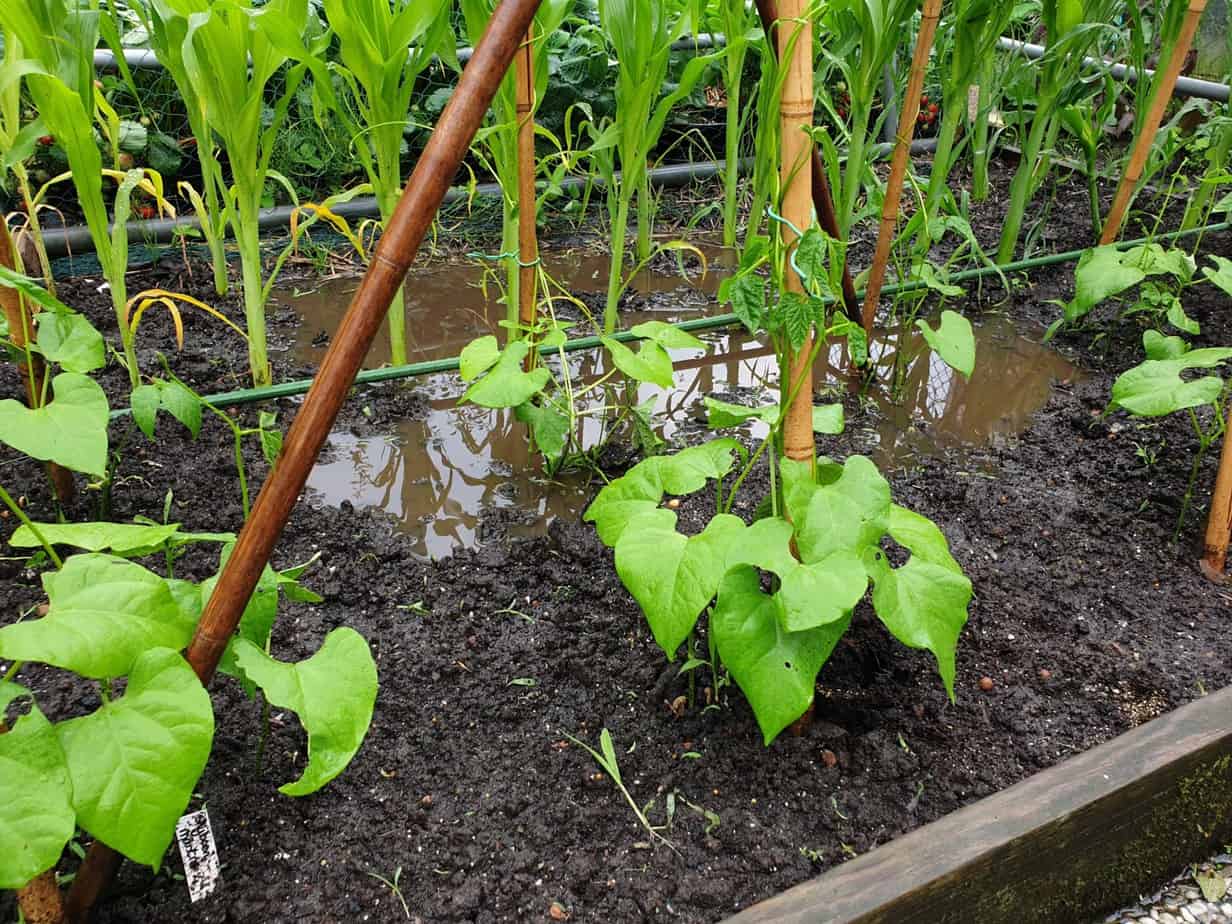 Sla pellen - Diana's mooie moestuin
