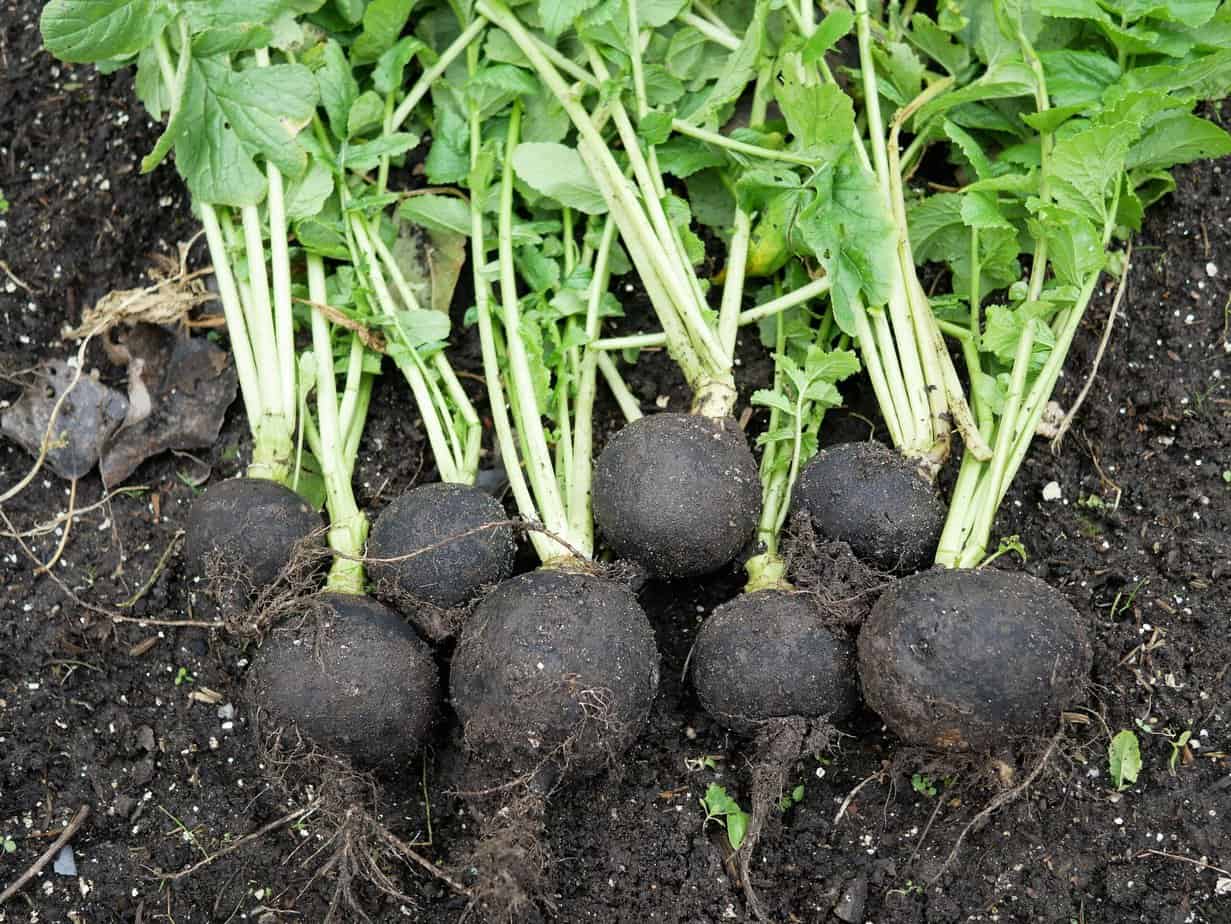 Rammenas - Diana's mooie moestuin