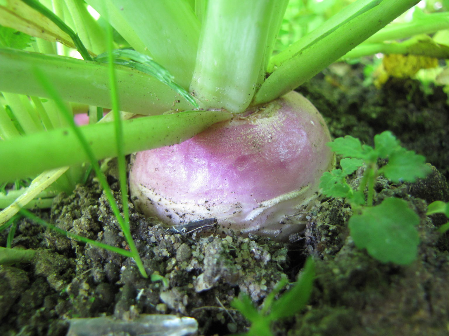 Raap - Diana's mooie moestuin