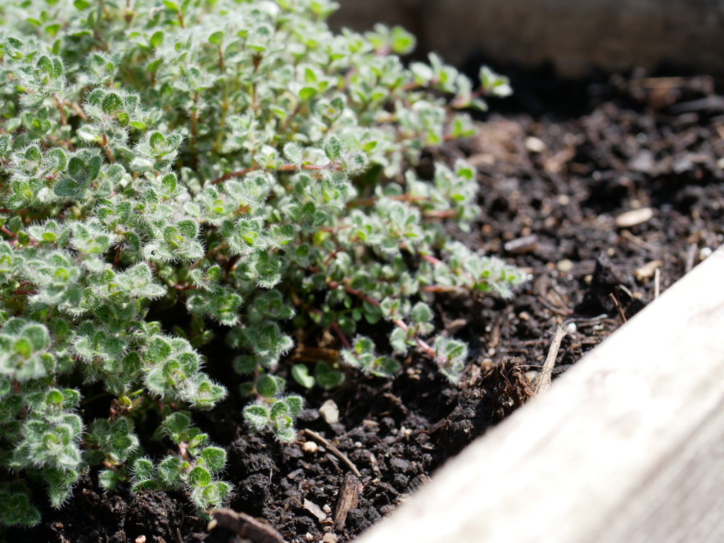 Tijm - Diana's mooie moestuin