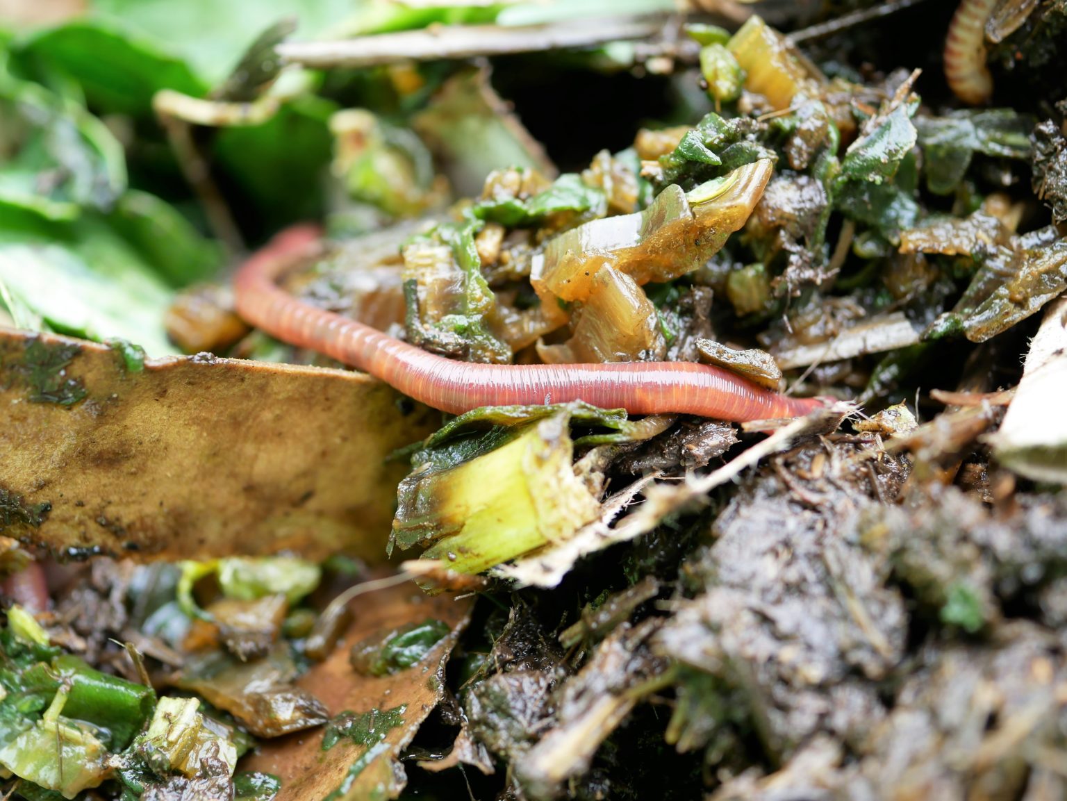 Wormencompost - Diana's mooie moestuin