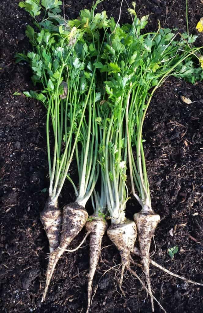 Peterselie - Diana's mooie moestuin