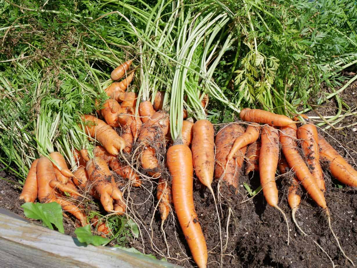 Wortel - Diana's mooie moestuin