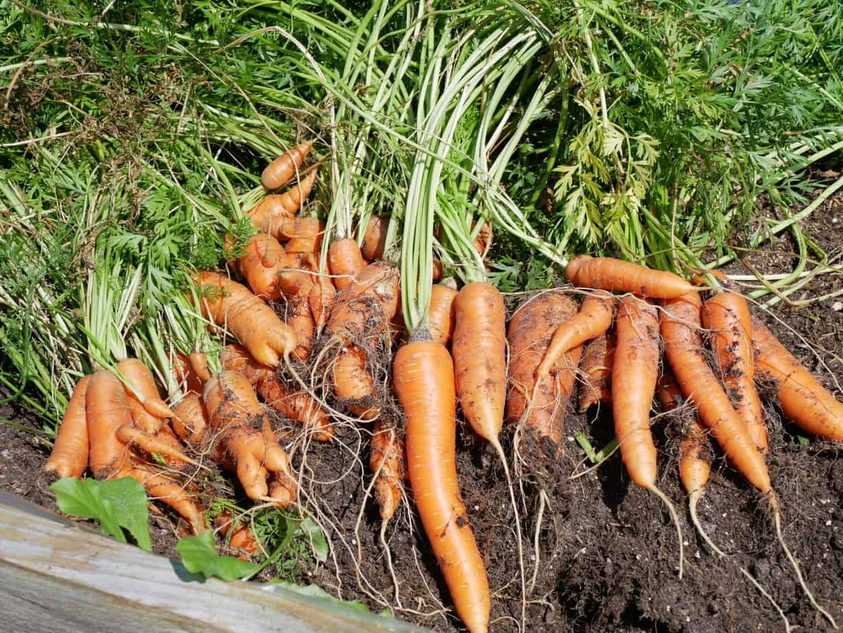 Wortel - Diana's mooie moestuin