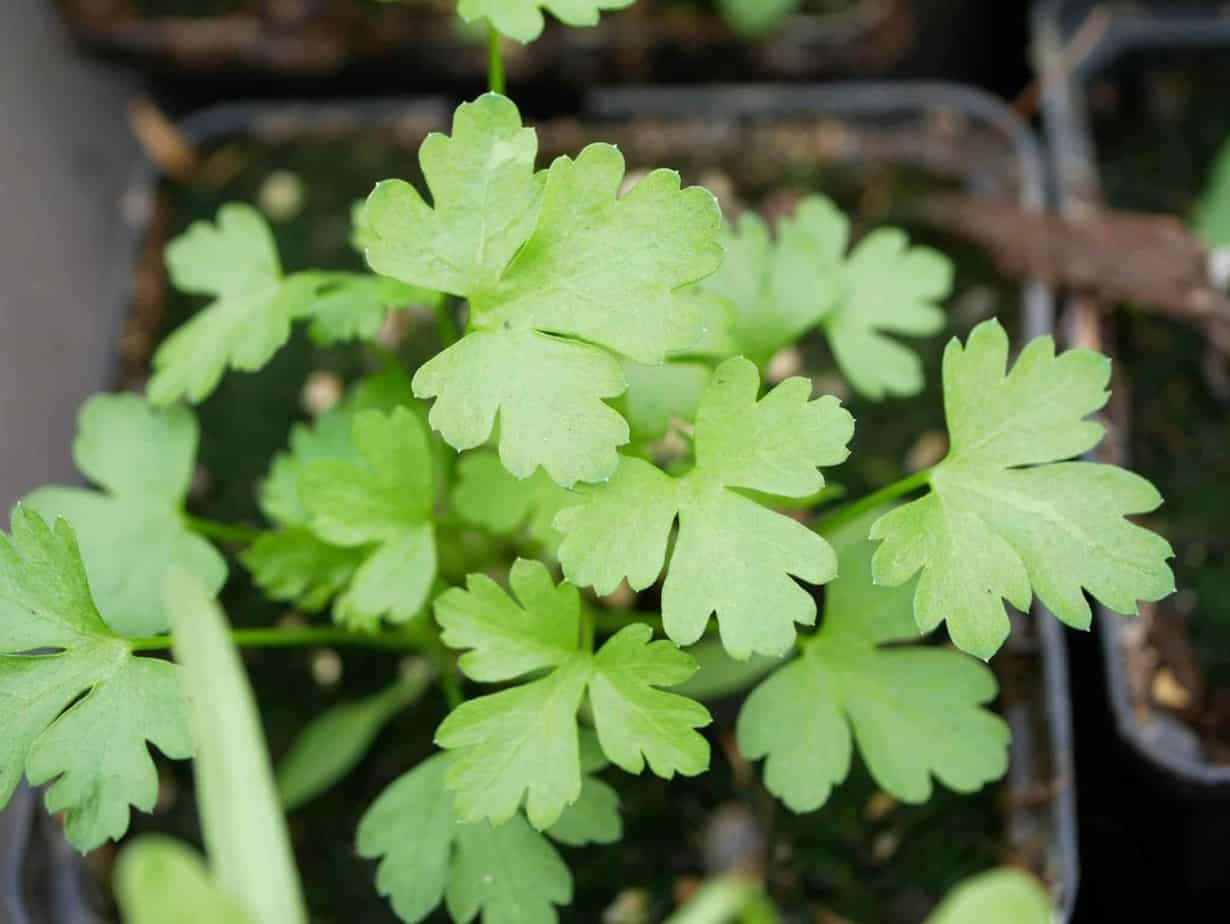 Peterselie - Diana's mooie moestuin