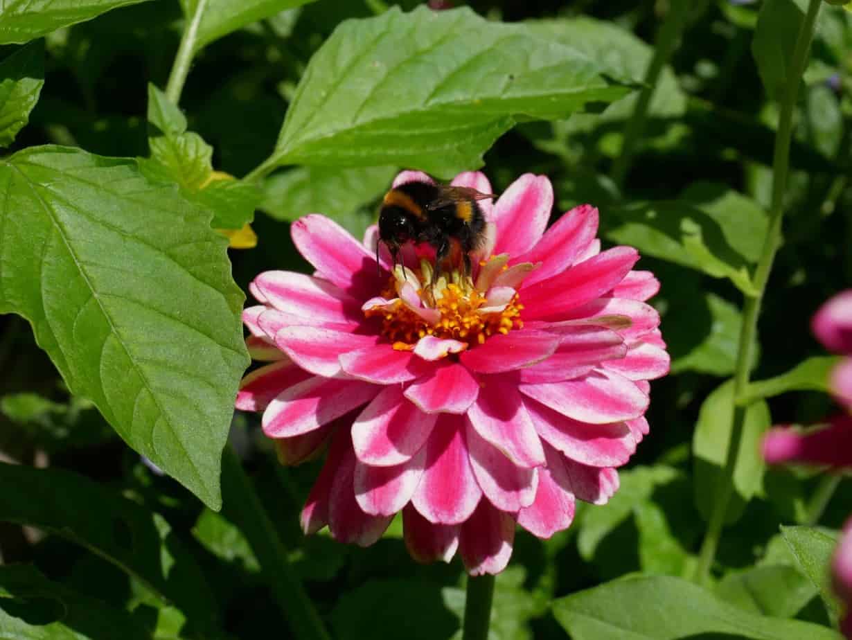 Zinnia - Diana's mooie moestuin