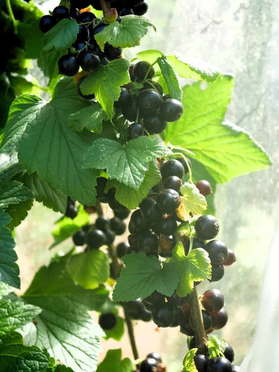 Vruchten - Diana's mooie moestuin